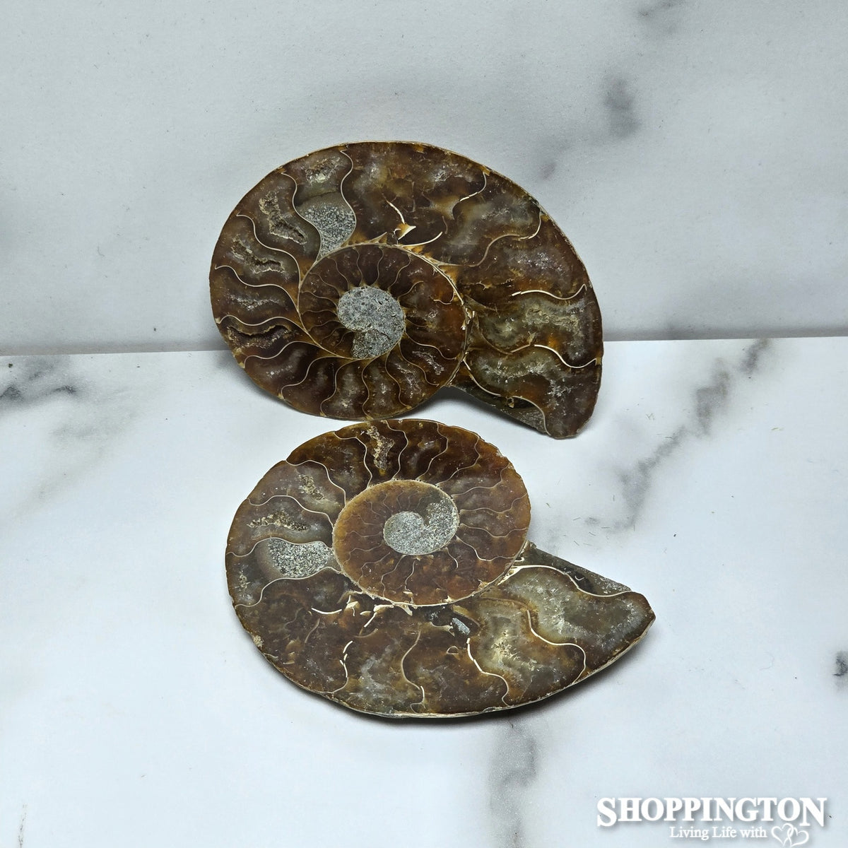 Ammonite Half 7.5cm – Shoppington